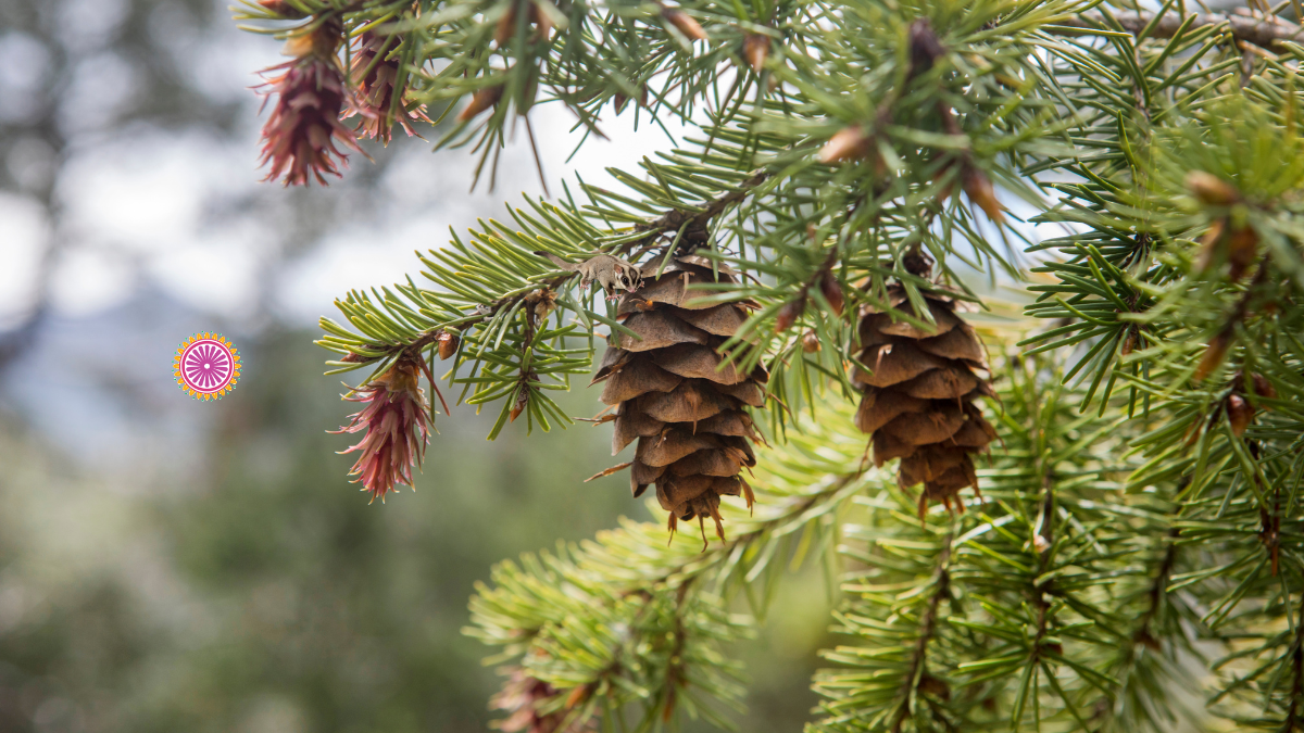 4 Simple Mindful Nature Walk Prompts to Engage Kids with Pine Cone ...